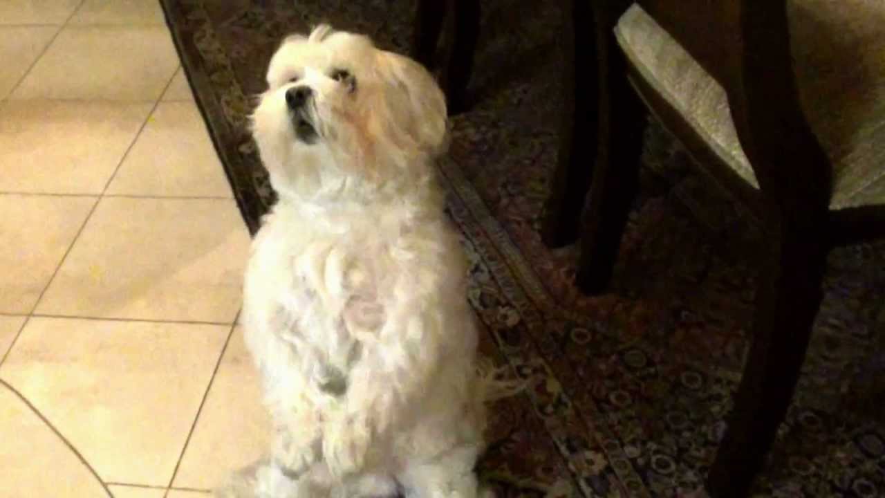 Athos, the clapping dog!!! Cachorro batendo palma!!! - YouTube