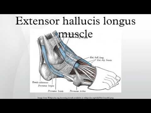 Extensor Hallucis Longus Model