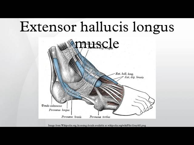 Extensor Hallucis Longus Muscle Big Toe Pain The Wellness Digest