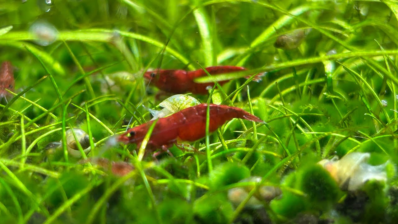 A quick overview for breeding a Red Cherry Shrimp colony - YouTube