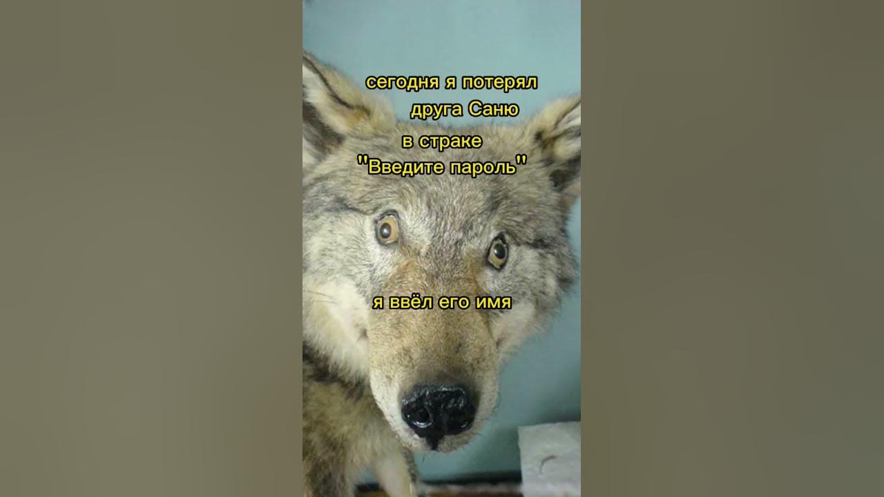 мем волчьи цытаты безумно можно быть первым Youtube