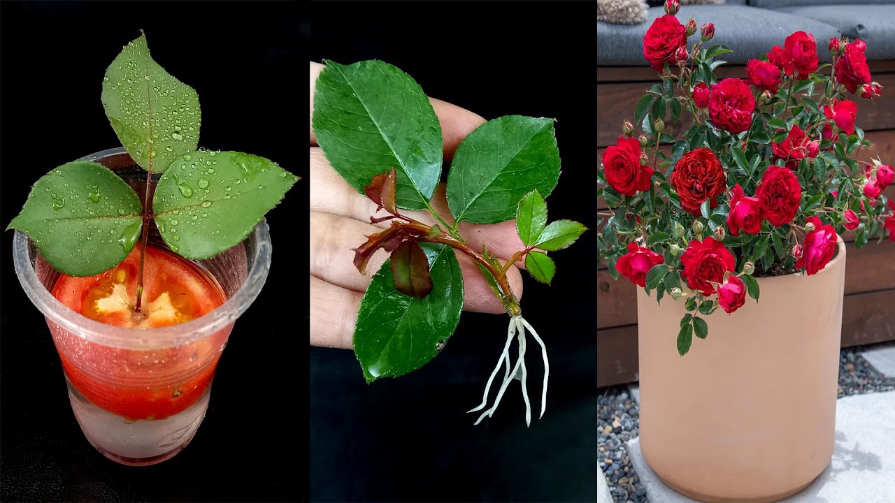 How to propagate Rose tree from cutting Rose leaf With Tomato in Water ...