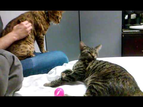 Cat meeting kitten - YouTube