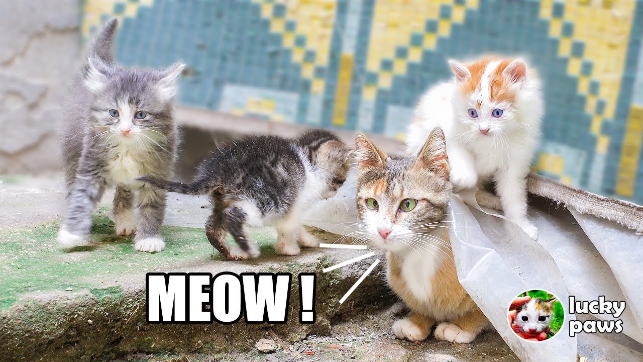The MOTHER CAT is CALLING The KITTENS, But The KITTENS are MISBEHAVING ...