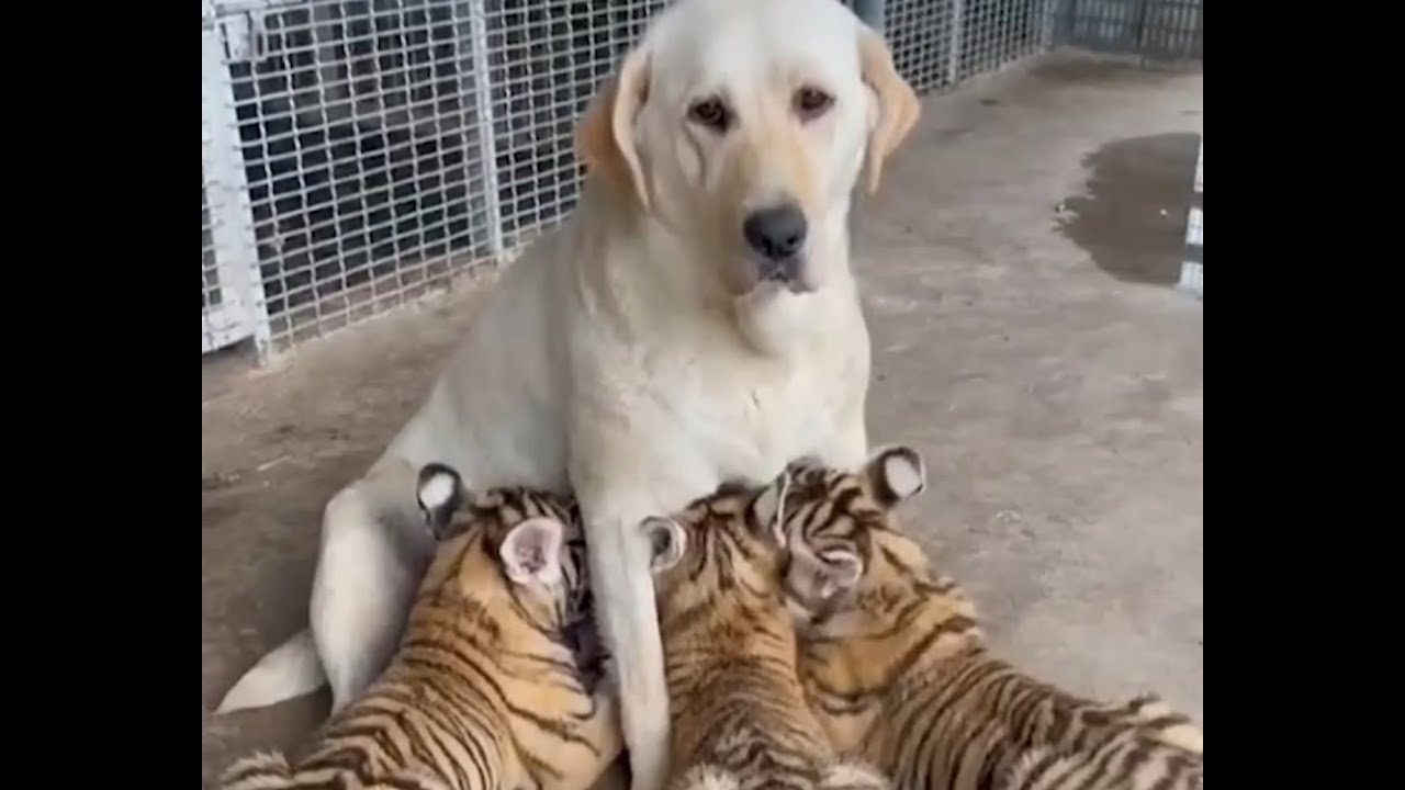 Dog Raises 3 Tiger Cubs, But Something Unexpected Happened! - YouTube