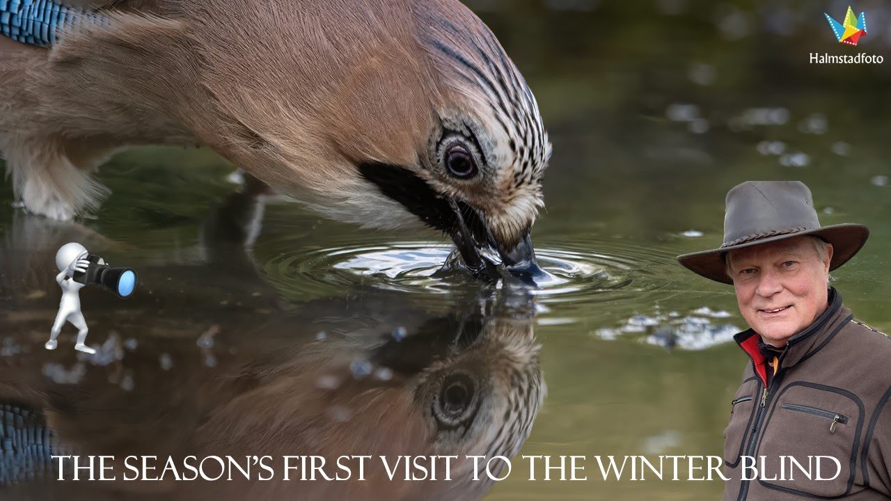 WILDLIFE PHOTOGRAPHY -- Bird photography - The season's first visit to ...