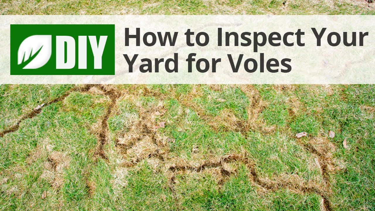 How to Inspect Your Yard for Voles - YouTube