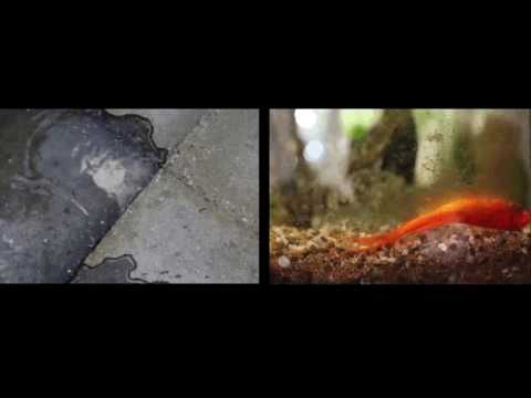 waterfish tikking