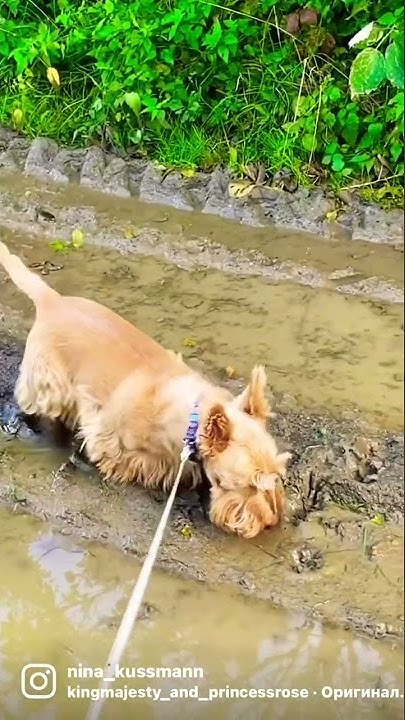 Relax//Löwe und die Schnecke//Leo and the snail @niwa6262 - YouTube