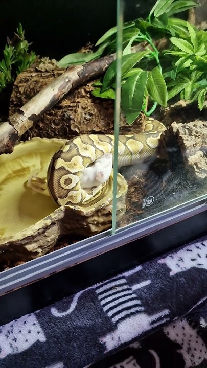 Ball Python Feeding - YouTube