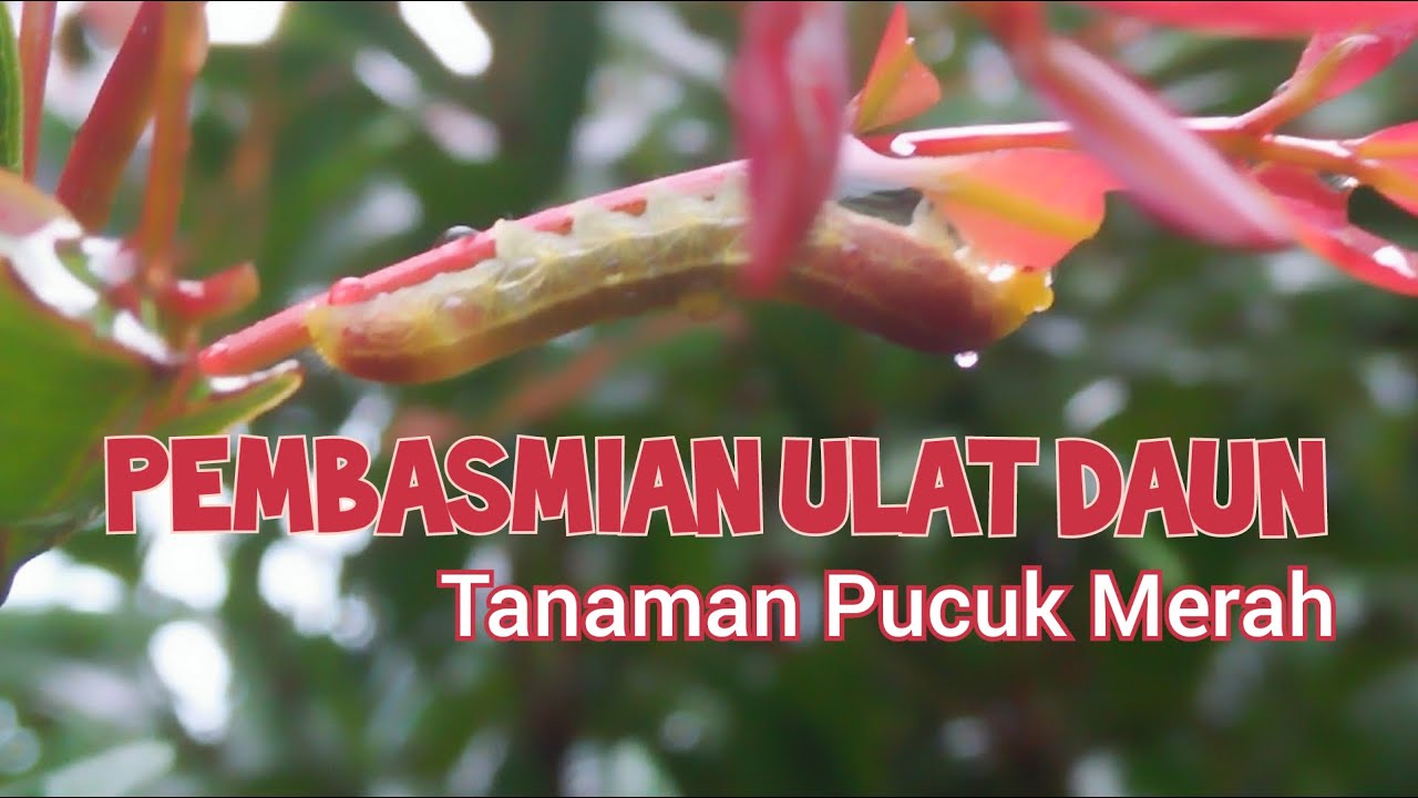 Pembasmian hama ulat daun dari tanaman pucuk merah - YouTube