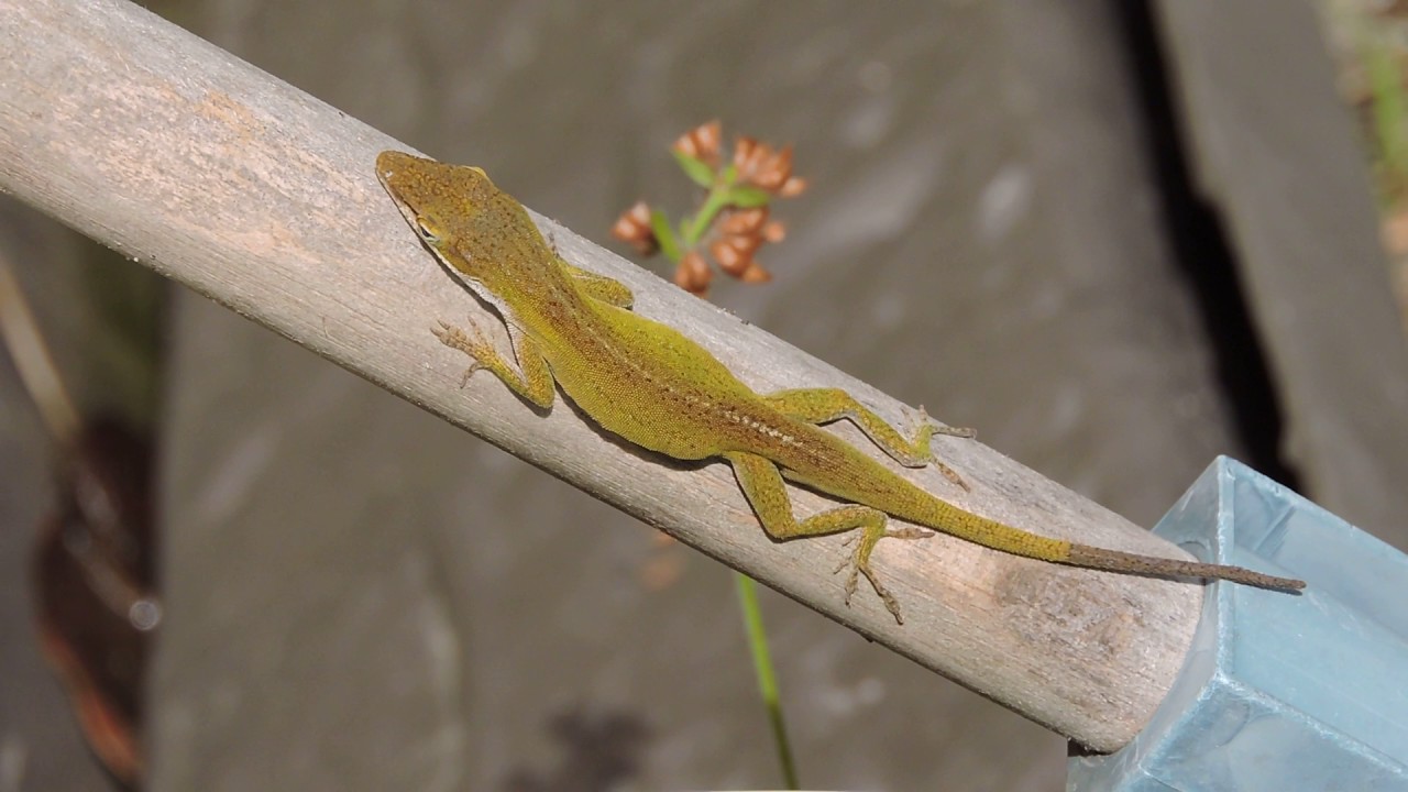 Watch this Green Anole Lizard demonstrate his color changing ability ...