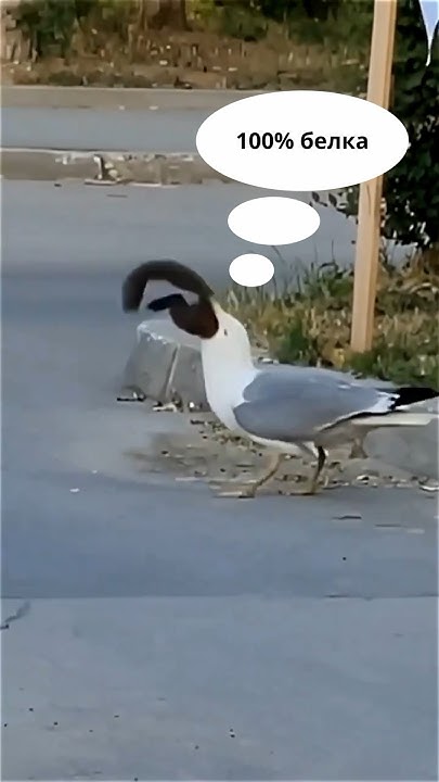 100% белка - YouTube