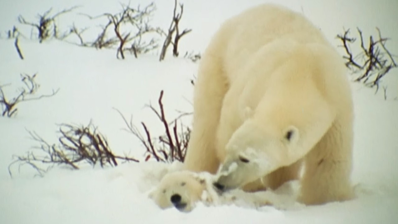When Survival Turns to Tragedy in the Arctic | Our World - YouTube