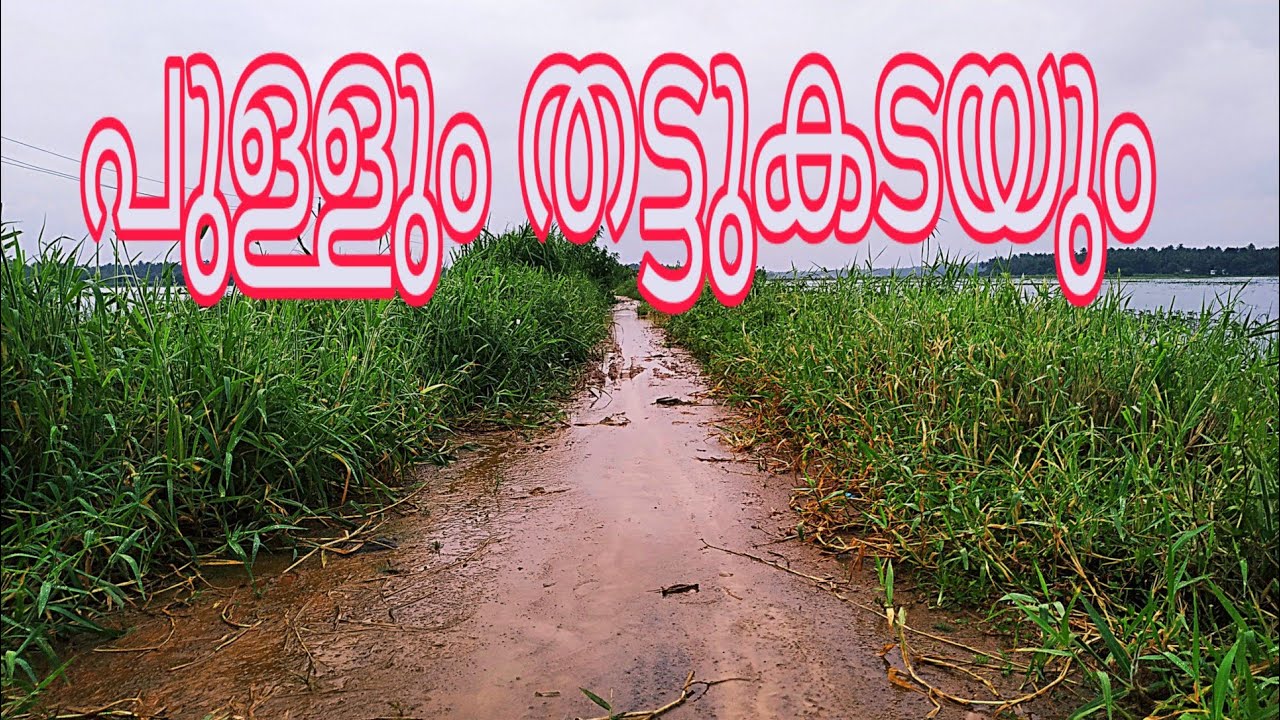 Pullu padam in Thrissur | Evening time | Thattukada | ReNju Vlogs - YouTube