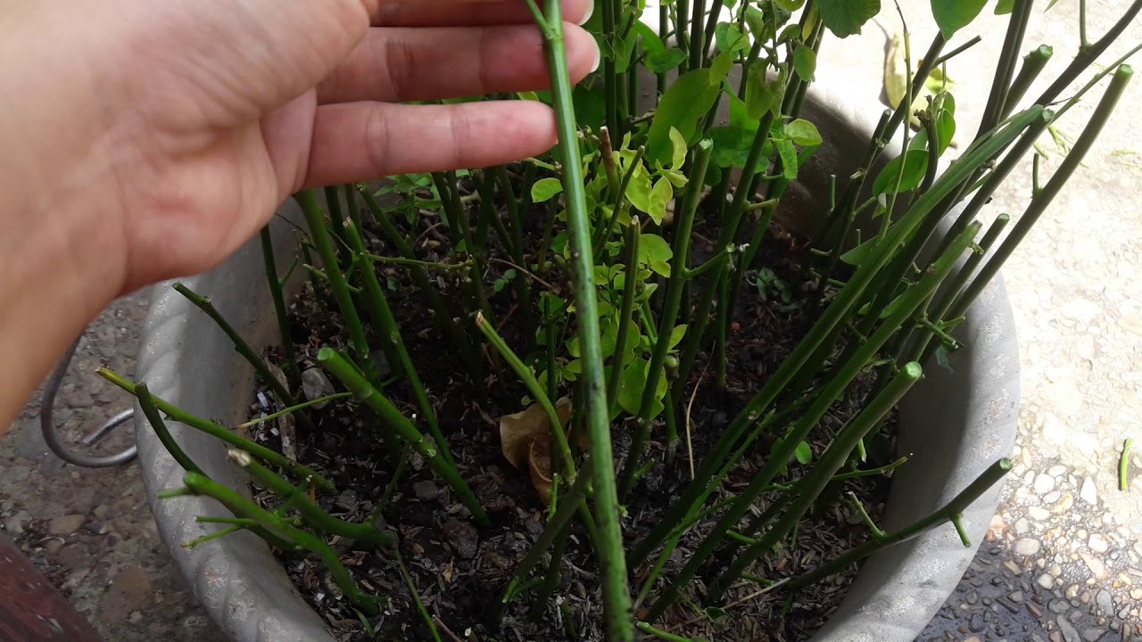 Tutorial Singkat Cara Stek Batang Daun Katuk - YouTube