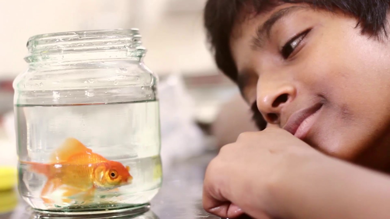 The Goldfish - YouTube