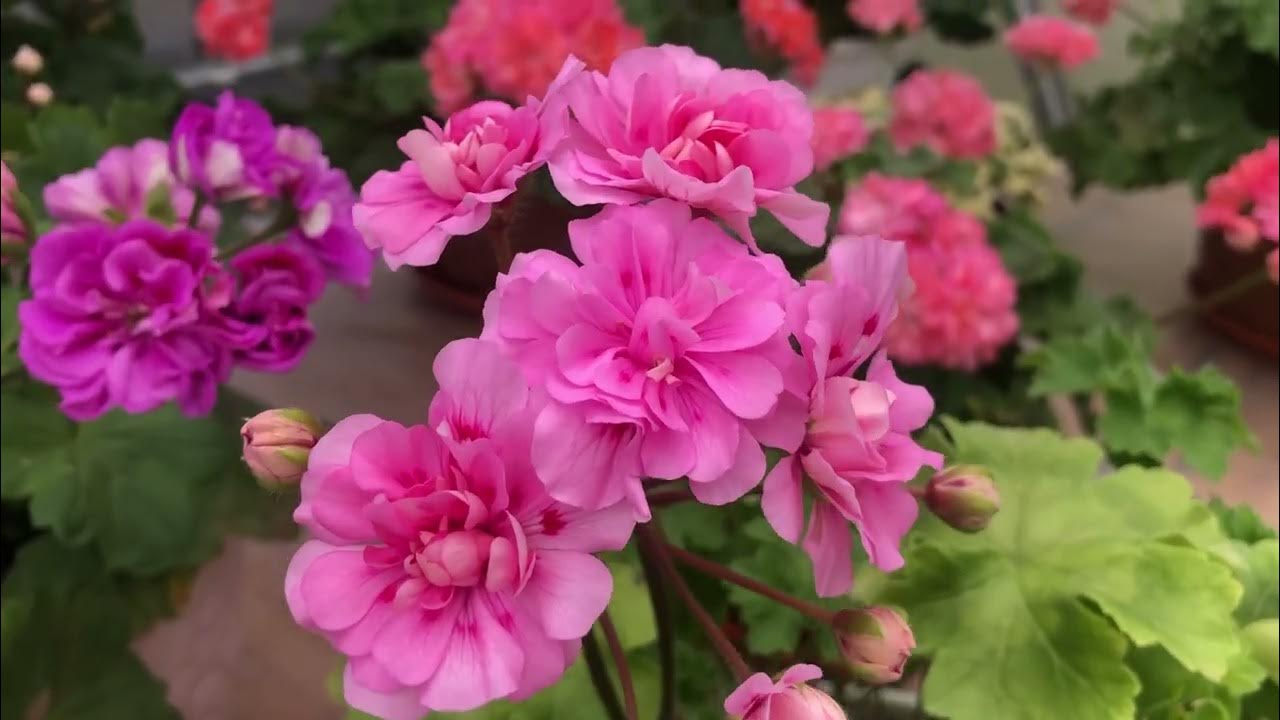 Пеларгония. Lara Melissa. Зонартик - YouTube