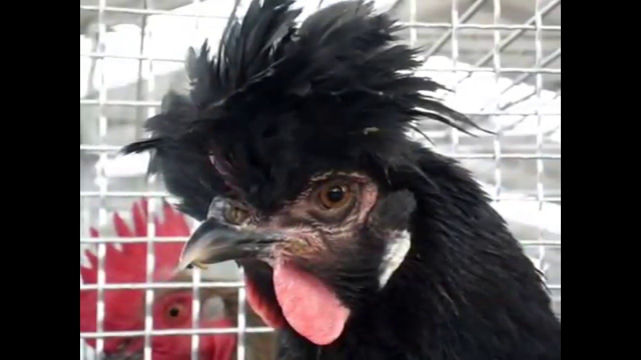 Le Merlerault, Exposition Européenne d'Aviculture Metz 2015, french ...