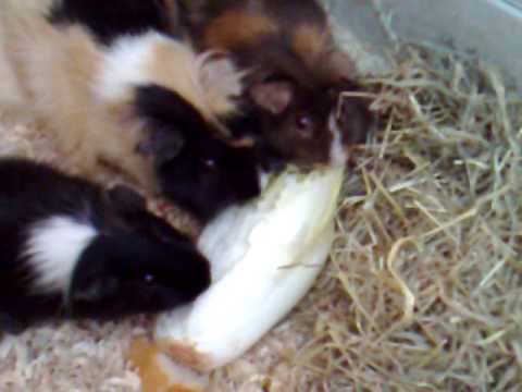 Pupsy, Kyttie et Dalia