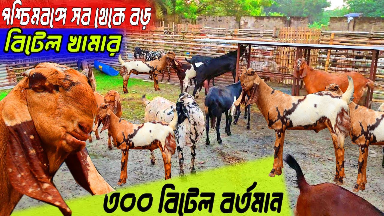 betal goat farming || পশ্চিমবঙ্গের সব থেকে বড় বিটেল খামার || betal ...