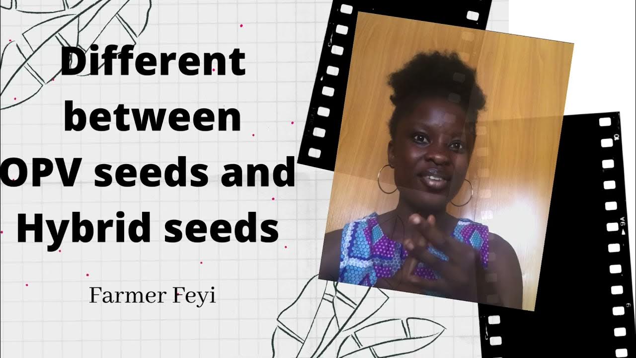 OPV seeds and Hybrid seeds - YouTube