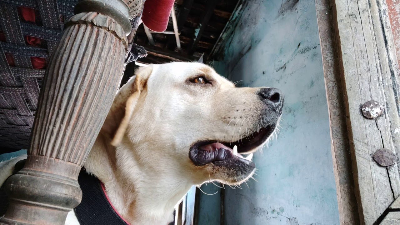 lab dog barking - YouTube