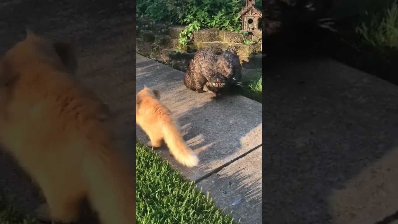 Owl Vs Cat Fight|Really Amazing|KFS| - YouTube