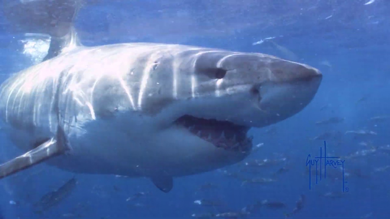 White Shark - Jessica Harvey's Expedition Notebook - YouTube