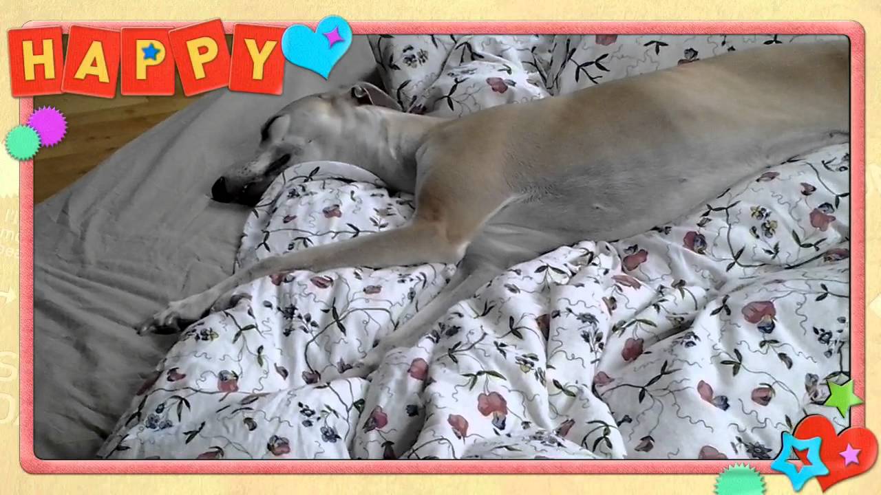 Piesek śpi - YouTube
