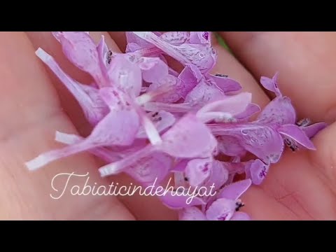 ŞİFALI BALLIBABA OTU ÇİÇEĞİ | Yenebilen harika bir çiçek