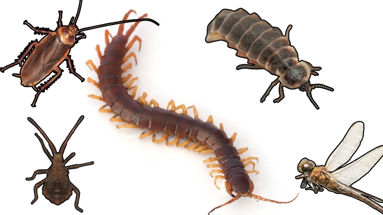 A Parking Garage Filled with Giant Bugs | Chitin - YouTube