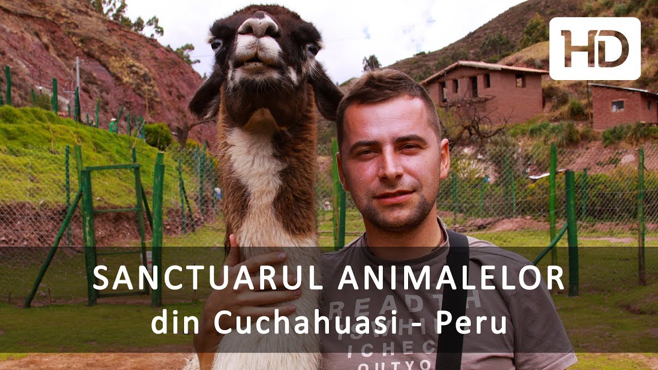 Condorul sau vulturul andin, papagali, llama & vicuna (cea mai mica ...