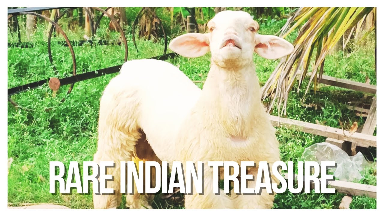 The Bandur Sheep - A Rare Indian Treasure - YouTube
