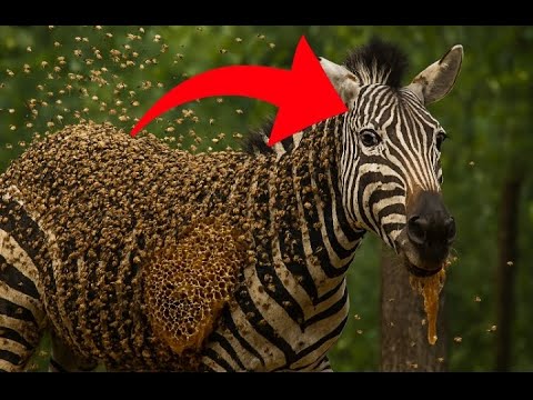 The Great Zebra Rescue | Zebra Rescue from millions Angry Honeybees ...