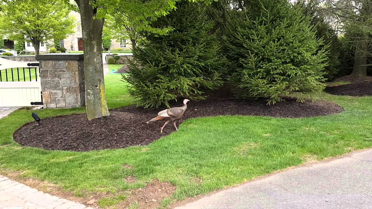 Wild Turkey in the driveway - YouTube