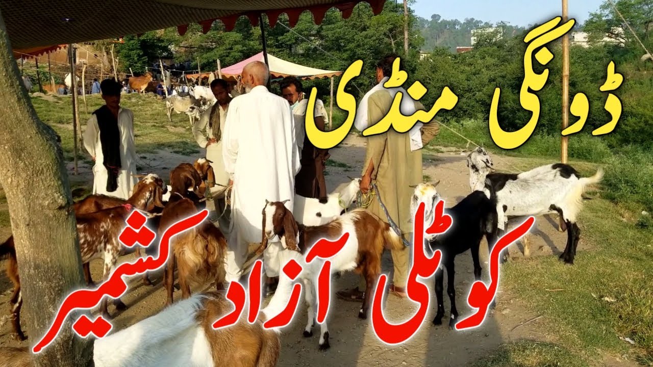 Animals at DONGI MANDI Kotli Azad Kashmir || AJK FARMING - YouTube