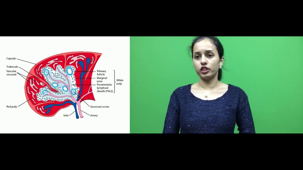 HISTOLOGY OF SPLEEN- PART I - YouTube