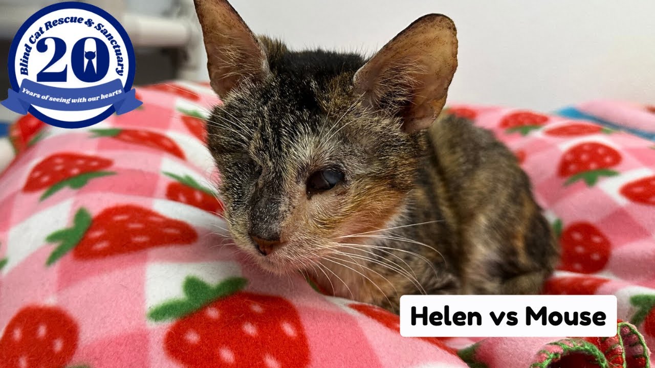 Helen vs Mouse - YouTube