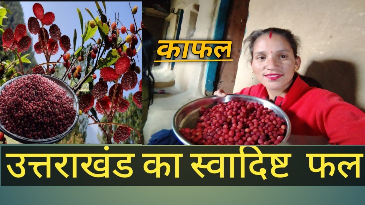काफल || Kafal || Uttarakhand Ka Sabse Tasty Fal || Pahadi Life styles ...