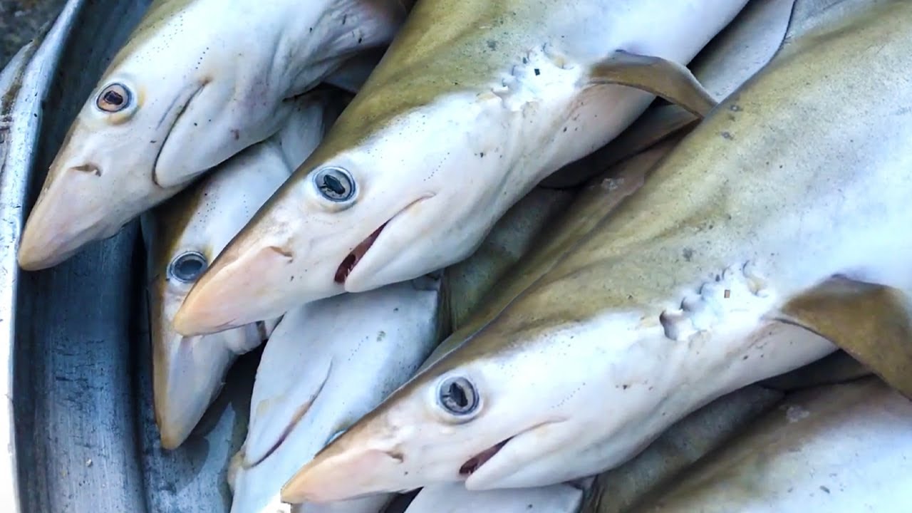 Cutting Shark Fishing And Its Benefits - YouTube