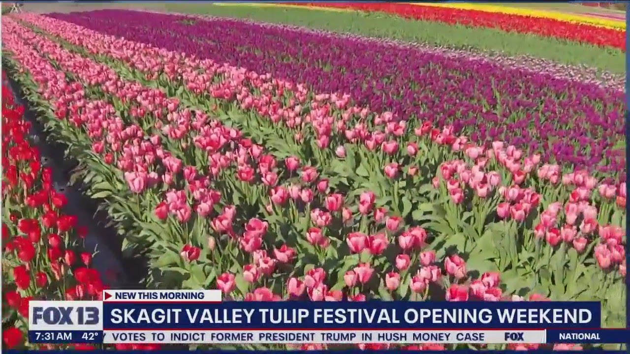 Skagit Valley Tulip Festival opening this weekend | FOX 13 Seattle ...