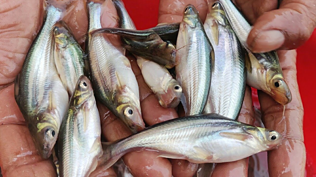 Pangus fish seeds for sale | big quality pangus farm - YouTube