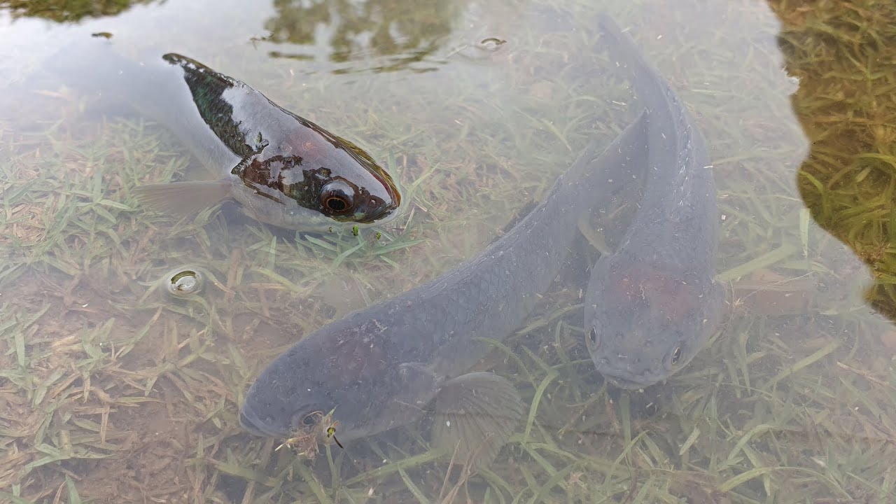 Fishing in Rainy Season: Catching Climbing Perch Fish & Catfish Catch ...