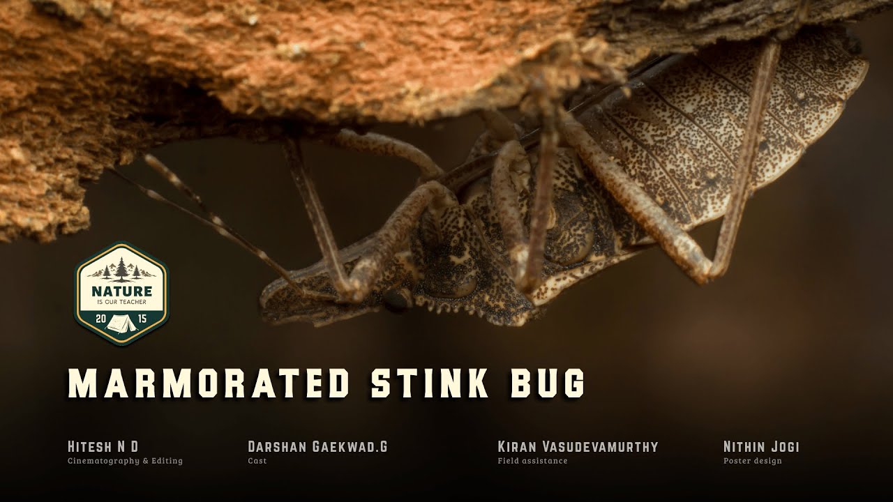 MARMORATED STINK BUG - YouTube