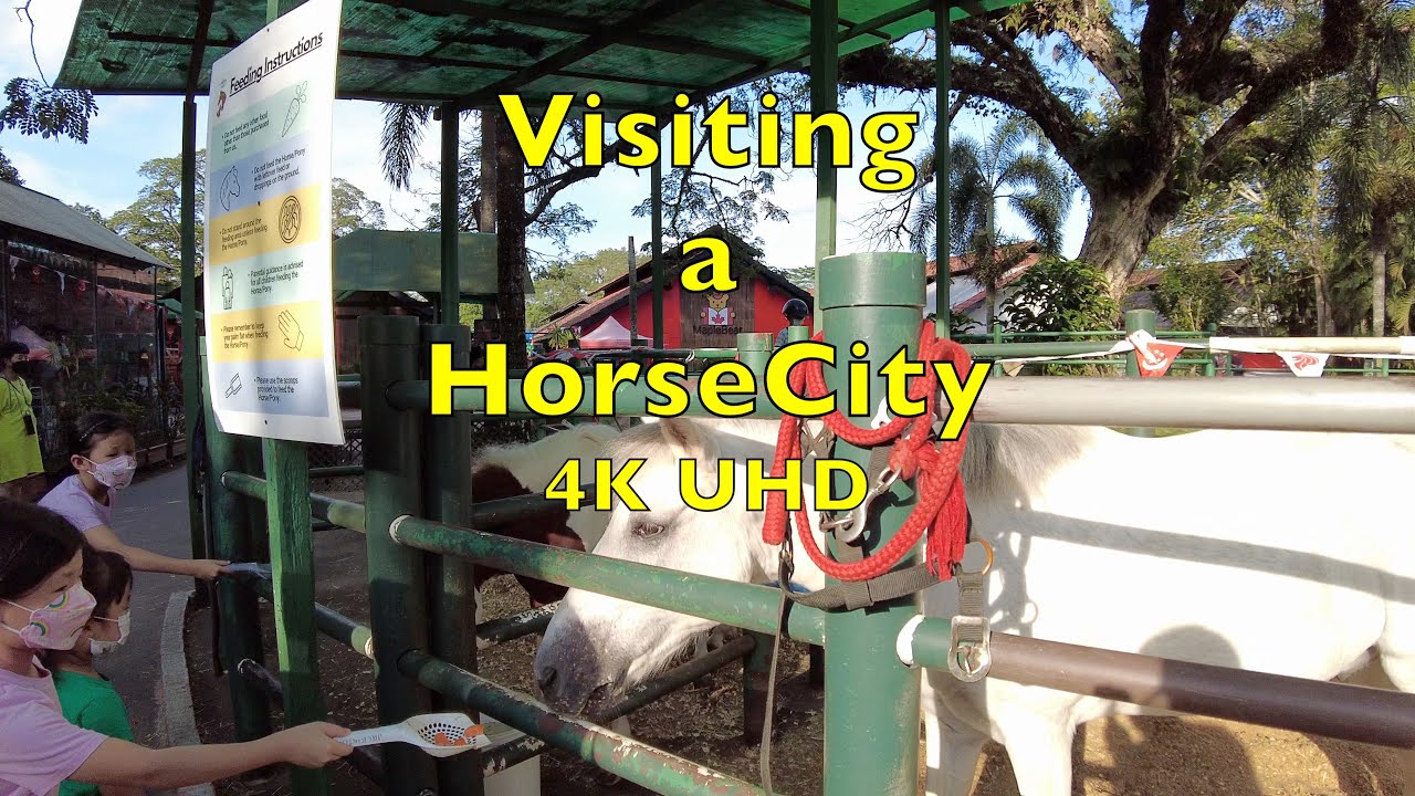 HorseCity exploring in 4K UHD #horsecity #singapore - YouTube