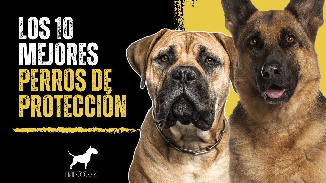 Los 10 perros guardianes más poderosos: ¡conoce a los mejores ...