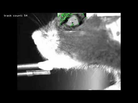Mouse Eye Tracking with OpenCV - YouTube