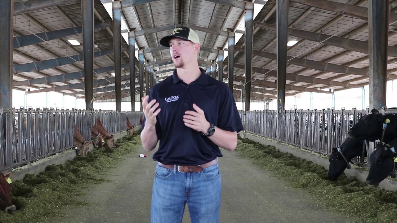 Cal Poly Dairy Marketing Video Jour 205 - YouTube