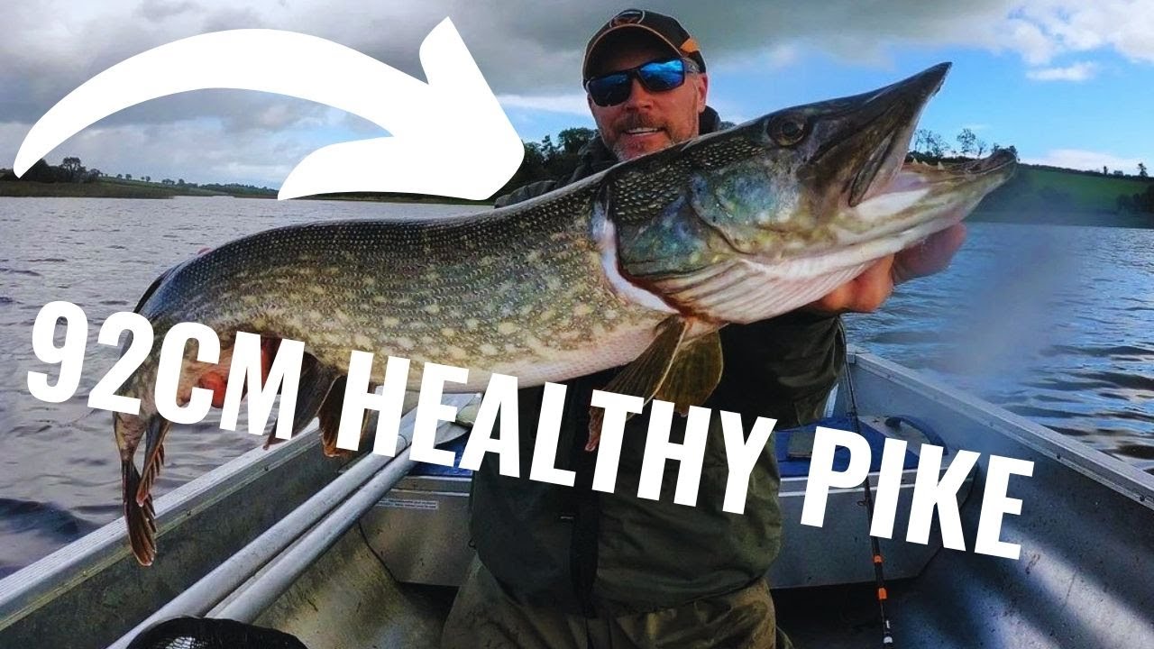 healthy pike - YouTube